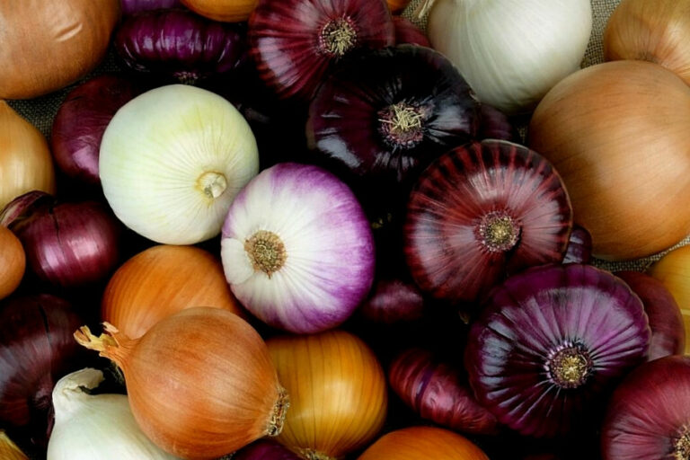 Vì sao vết chai chân bị đau? 9 cách trị chai chân hiệu quả